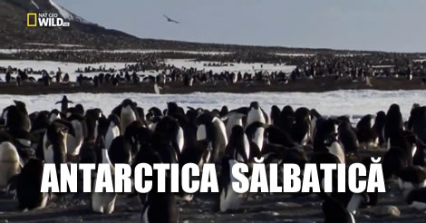 Antarctica sălbatică - FilmeDocumentare.com